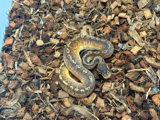 Sunset Ball Python by Wages Reptiles