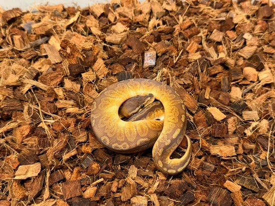 Sunset Ball Python by Wages Reptiles