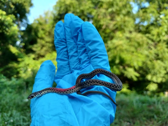 Eastern Garter Snake 2 by All Bite Snakes