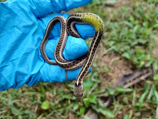 Eastern Garter 2 For 120 Garter Snake by All Bite Snakes