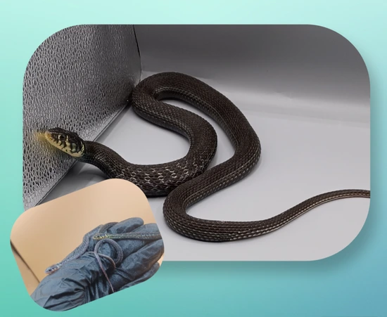 Lake Cuitzeo Adult (100% Het Axanthic) Garter Snake by All Bite Snakes