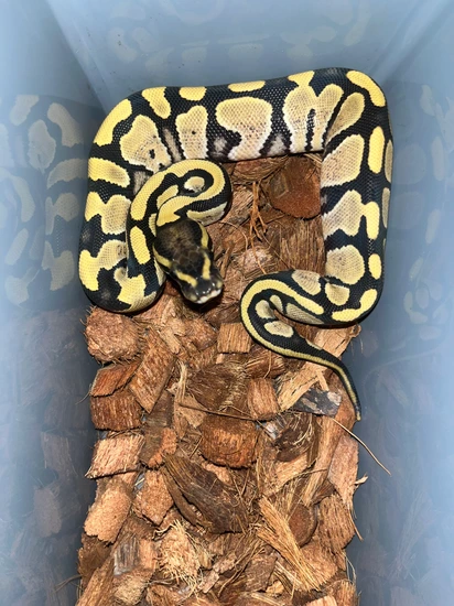 Desert Ghost Ball Python by Walker Exotic Treasures