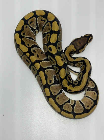 Hypo Het Clown Ball Python by Walker Exotic Treasures