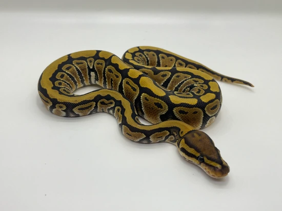 Hypo Dg Clown Project Ball Python by Walker Exotic Treasures