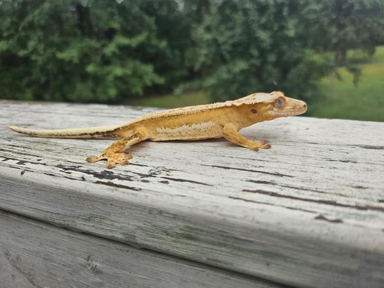 Krinkle Fries Crested Gecko by Small Garden