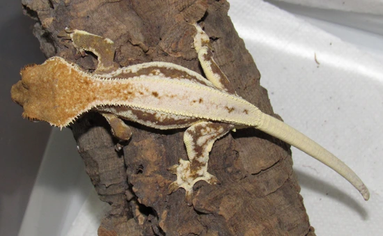 3 Cap/Lilly Group Crested Gecko by Wallflower Herpetoculture