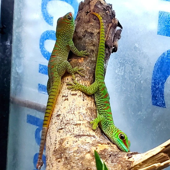 Madagascar Giant Day Gecko by Supreme Gecko For Sale