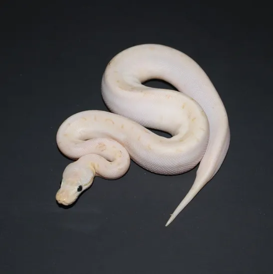 Super Pastel Spinner Bamboo Yellowbelly Ball Python by Wards World Of ...
