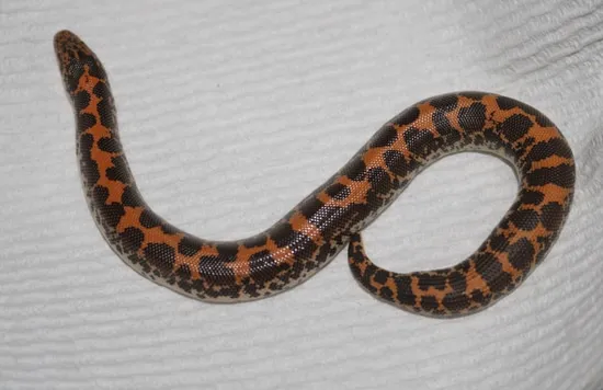 Normal Kenyan Sand Boa by Wards World Of Reptile Propagation