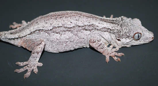 Garg Gargoyle Gecko by Wards World Of Reptile Propagation
