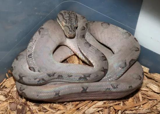 Halloween Amazon Tree Boa by Wards World Of Reptile Propagation