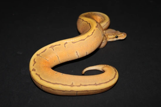 Pinstripe Orange Ghost Ball Python by Wards World Of Reptile Propagation