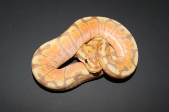 Banana Spider Ball Python by Wards World Of Reptile Propagation