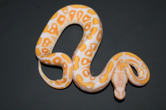 Black Pastel Lavender Albino Ball Python by Wards World Of Reptile ...