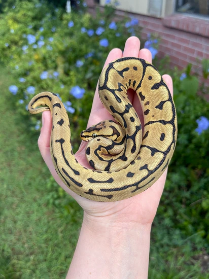 Spider Leopard Ball Python by Wards World Of Reptile Propagation