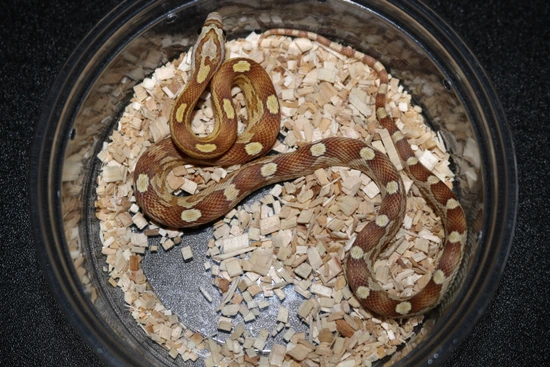 Motley Amber Corn Snake by Wards World Of Reptile Propagation