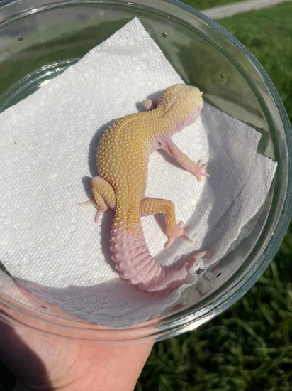 White And Yellow Ember Leopard Gecko by Wards World Of Reptile Propagation