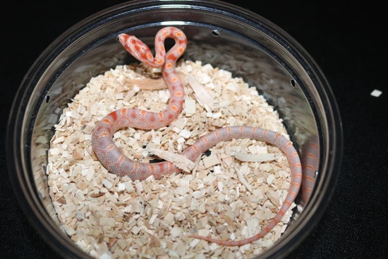 Extreme Reverse Okeetee Corn Snake by Wards World Of Reptile Propagation