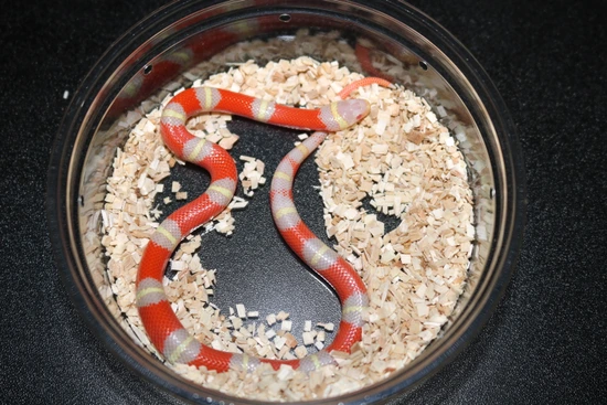 Albino Het Splotched Nelson's Milk Snake by Wards World Of Reptile ...