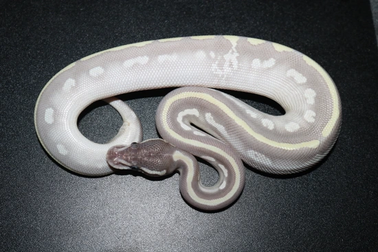 Mystic Potion Ball Python by Wards World Of Reptile Propagation