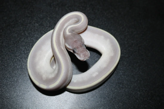 Purple Passion Ball Python by Wards World Of Reptile Propagation