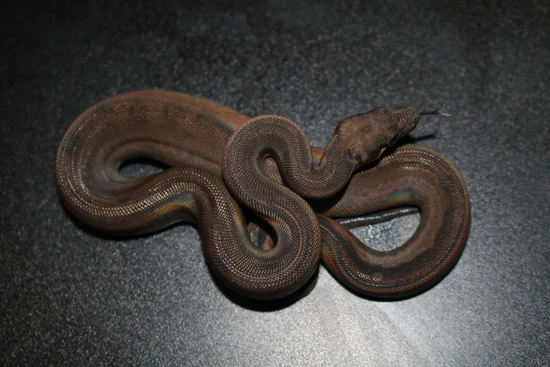 Eclipse Boa Constrictor by Wards World Of Reptile Propagation