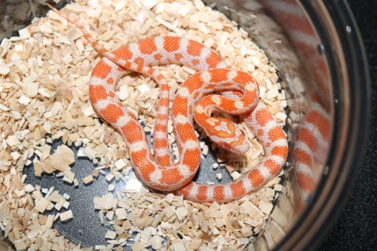 Creamsicle Corn Snake by Wards World Of Reptile Propagation