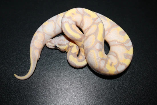 Banana Yellow Belly Ball Python by Wards World Of Reptile Propagation