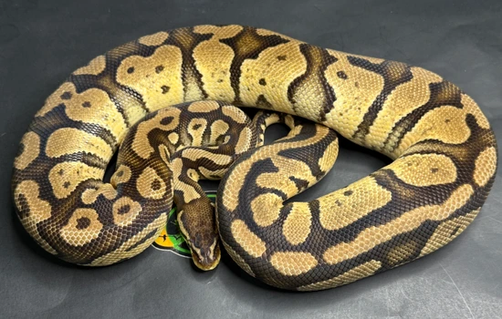 Pastel Red Stripe Proven Breeder Ball Python by Warfel's Morphs