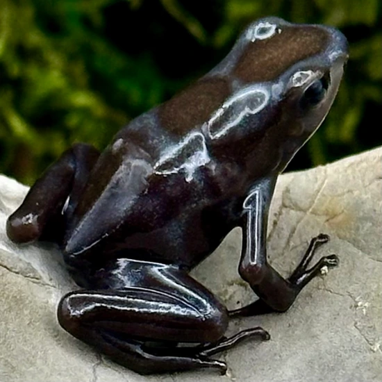 Dendrobates Auratus "MELANISTIC" SUPER BLUE CAMO 8+ Available Other ...