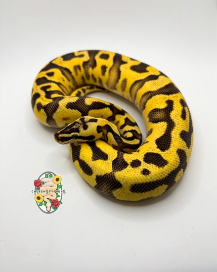 Leopard Enchi Firefly Ball Python by Church’s Pythons