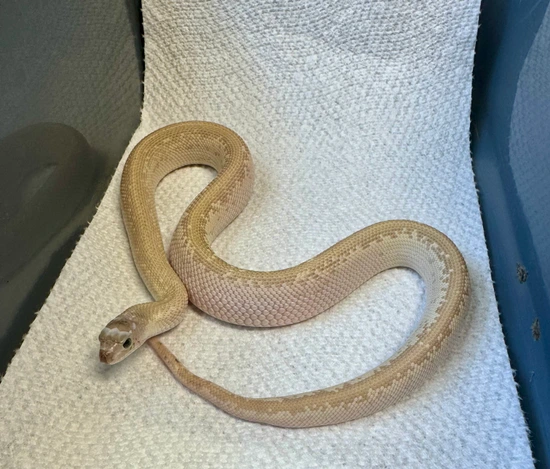 Patternless White Sided Het Miami Axanthic, Trumbower Hypo Bullsnake by ...