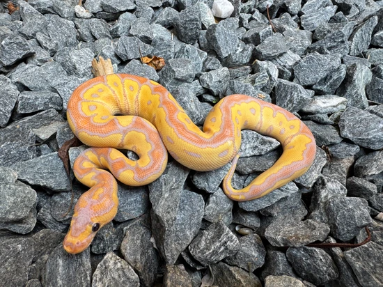 Coral Glow Yellowbelly Clown Ball Python by Wayne grandy