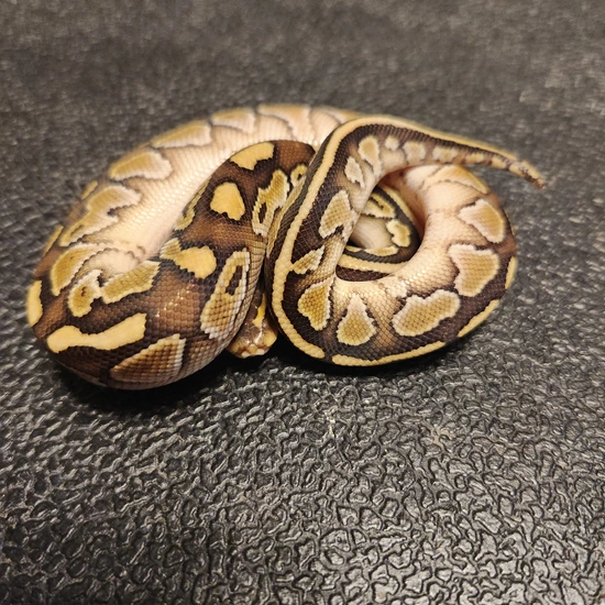 Lesser Het Monsoon Ball Python by Triangle Reptile and Rodents
