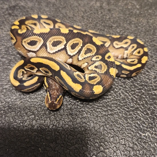 Mojave Het Monsoon Ball Python by Triangle Reptile and Rodents