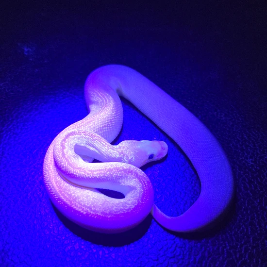 Super Special Monsoon Ball Python by Triangle Reptile and Rodents