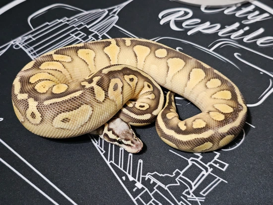 Super Pastel Lesser Possible Yellow Belly Ball Python by Port City Reptiles