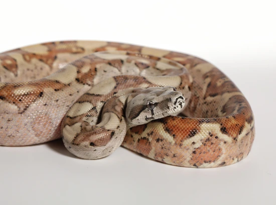 Hypo 66% Het Spector Anerythristic (RDR Black Eye) Boa Constrictor by 🧬 ...