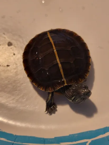 Southern Painted Turtles by Basement Creatures