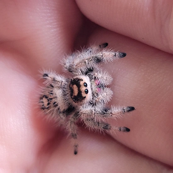 Regal Jumping Spider - Exact - W99 by Weird is Beautiful