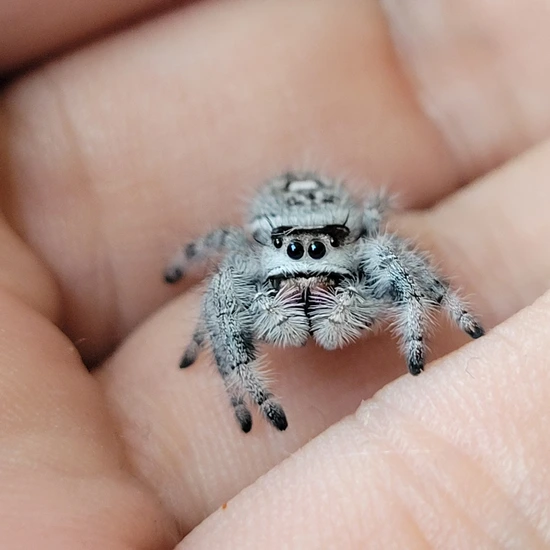 Female Regal Jumping Spider - Exact- W18 by Weird is Beautiful