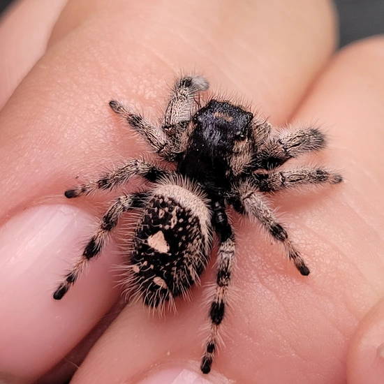 Female Regal Jumping Spider - Exact- W5 by Weird is Beautiful
