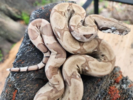 Possible Super Ghost Het Albino Boa Constrictor by Tampa Bay Constrictors