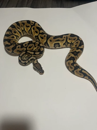 No Reserve Special 66% Het Clown Ball Python by Wesley Pipes’ Smoking ...