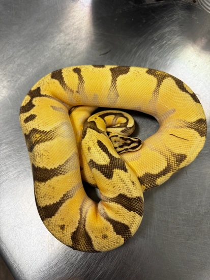 RTB OD Enchi Fire Leo Het Piebald Ball Python by Valor Morphs LLC
