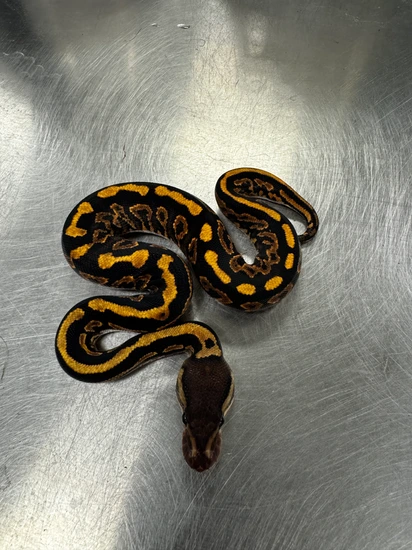 Black Pastel Red Stripe Spotnose Desert Ghost Ball Python by Valor ...