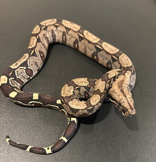 Pure Pokigron Suriname True Red-Tailed Boa Constrictor by West Ridge ...