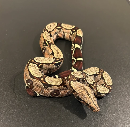 Pure Pokigron Suriname True Red-Tailed Boa Constrictor by West Ridge ...
