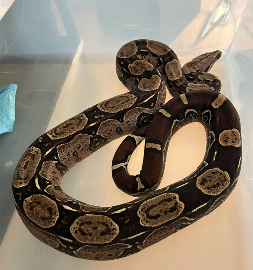 Adult Pair Of Pure Pokigron Surinam True Red-Tailed Boa Constrictor by ...