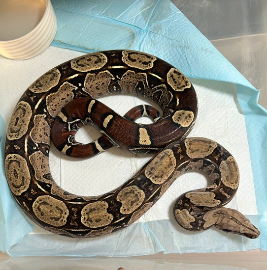 Proven Pokigron Suriname True Red-Tailed Boa Constrictor by West Ridge ...